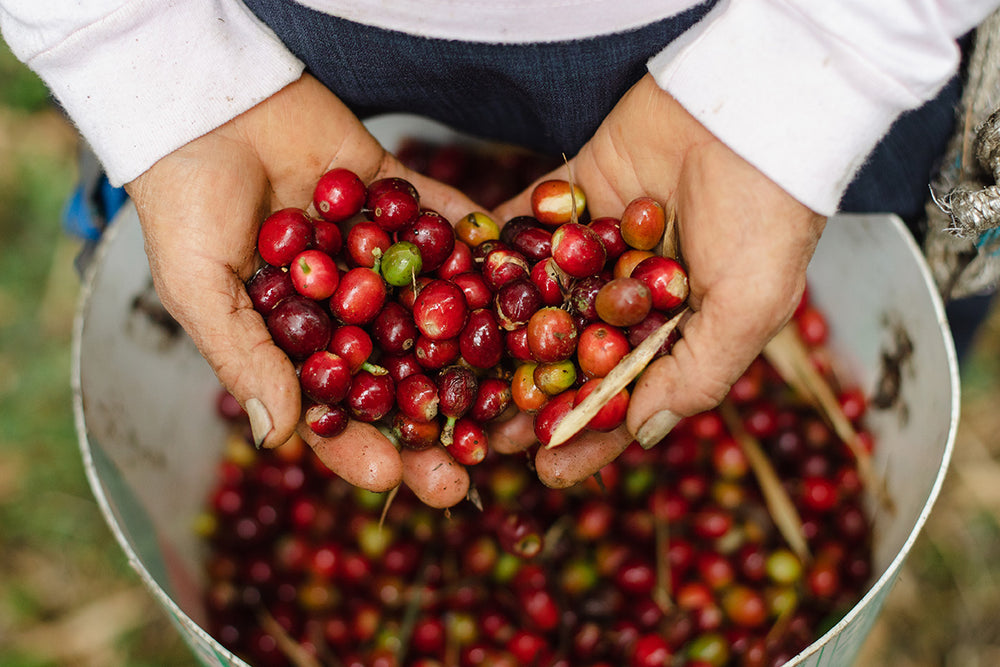 Bewley's Today – Bewley's Tea & Coffee